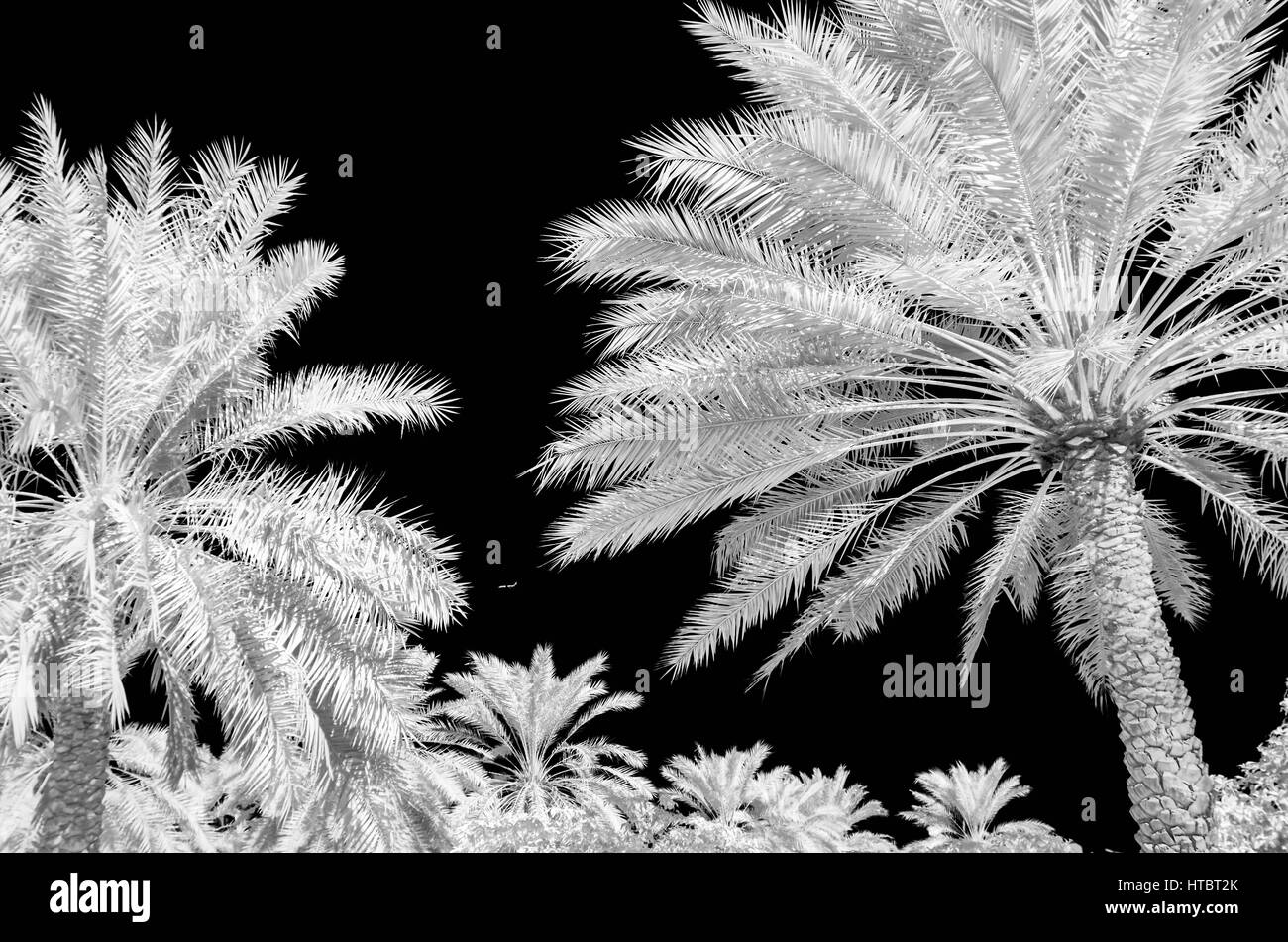 Date palm tree Black and White Stock Photos & Images - Alamy