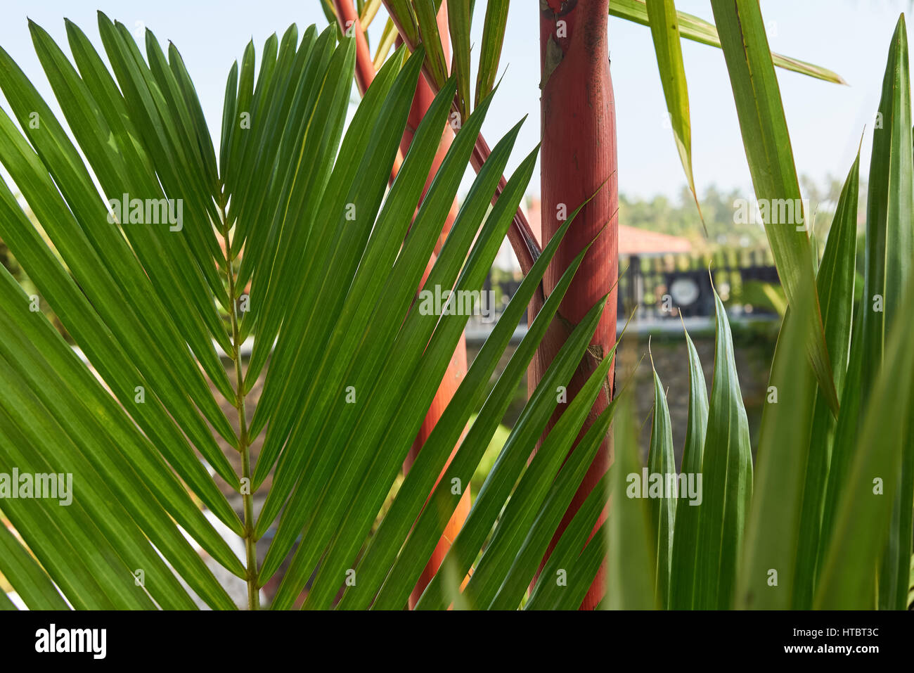 The sealing wax palm hi-res stock photography and images - Alamy