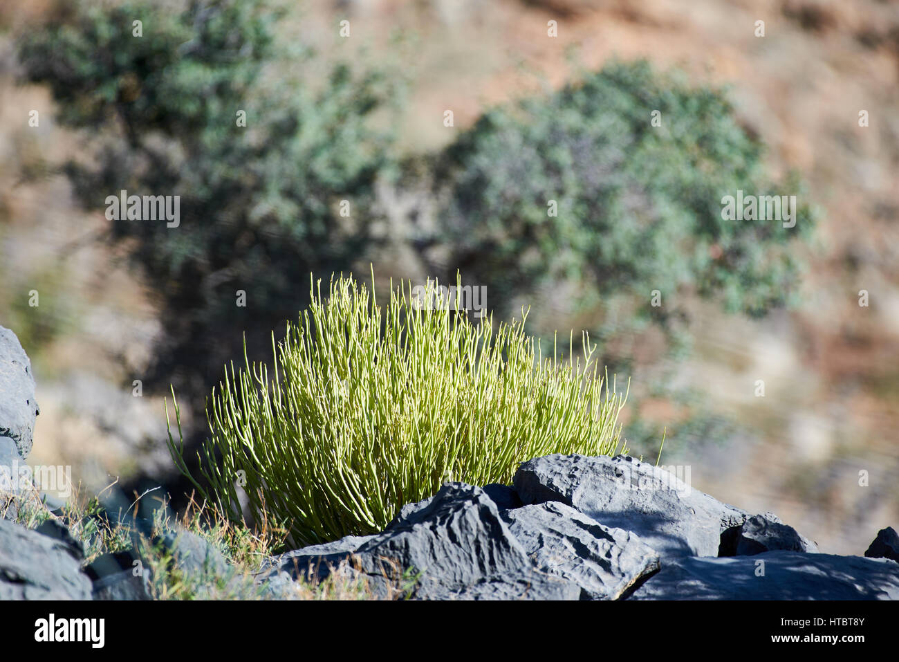 Small spiky rounded leafless shrub growing amongst rocks in the ...