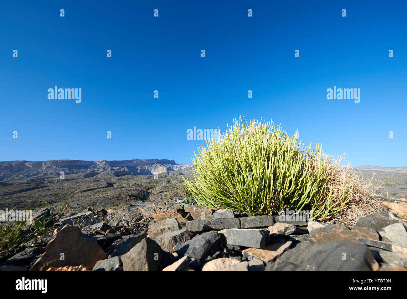 Small spiky rounded leafless shrub growing amongst rocks in the ...