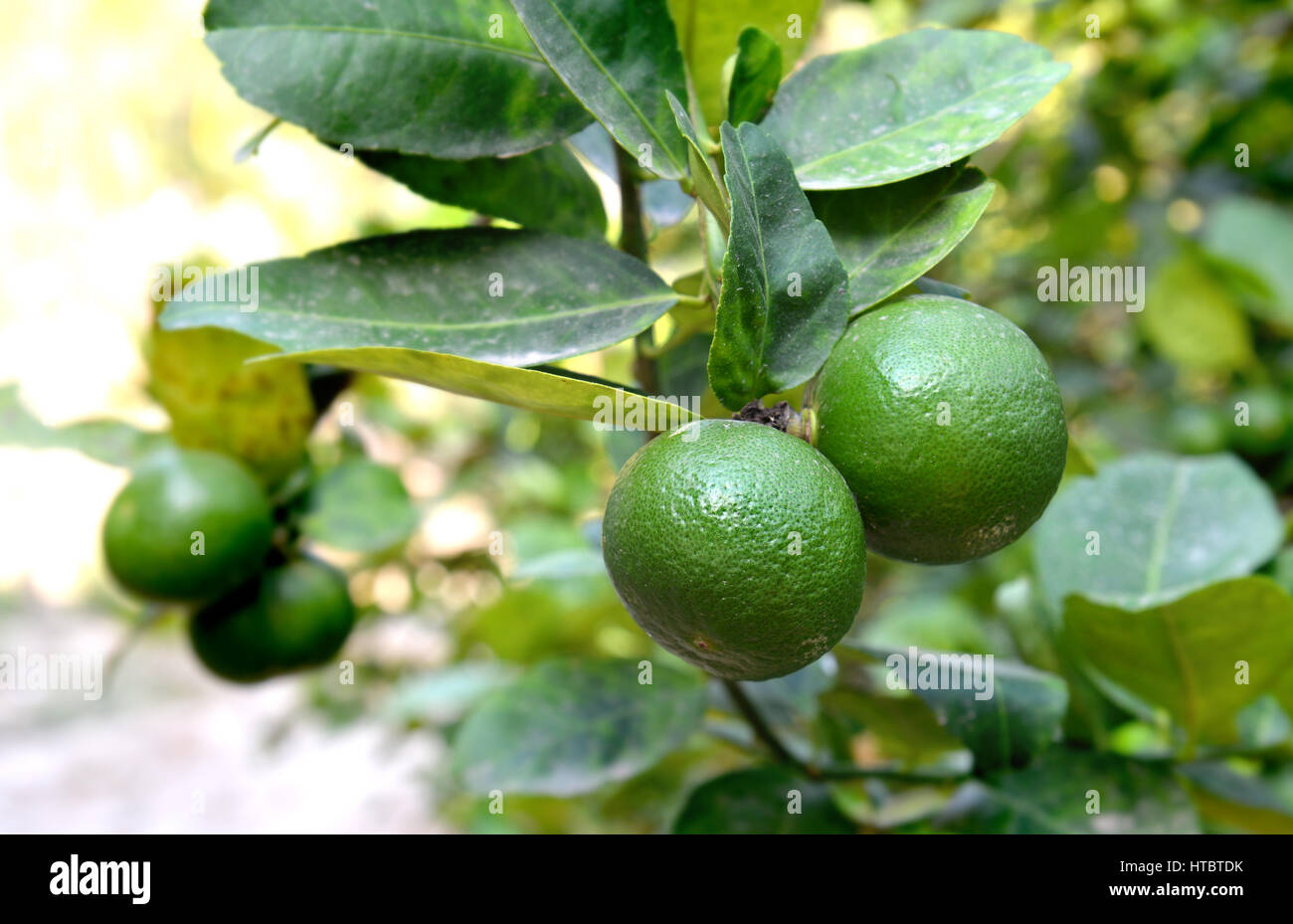 asian green lemon garden in daylight Stock Photo - Alamy