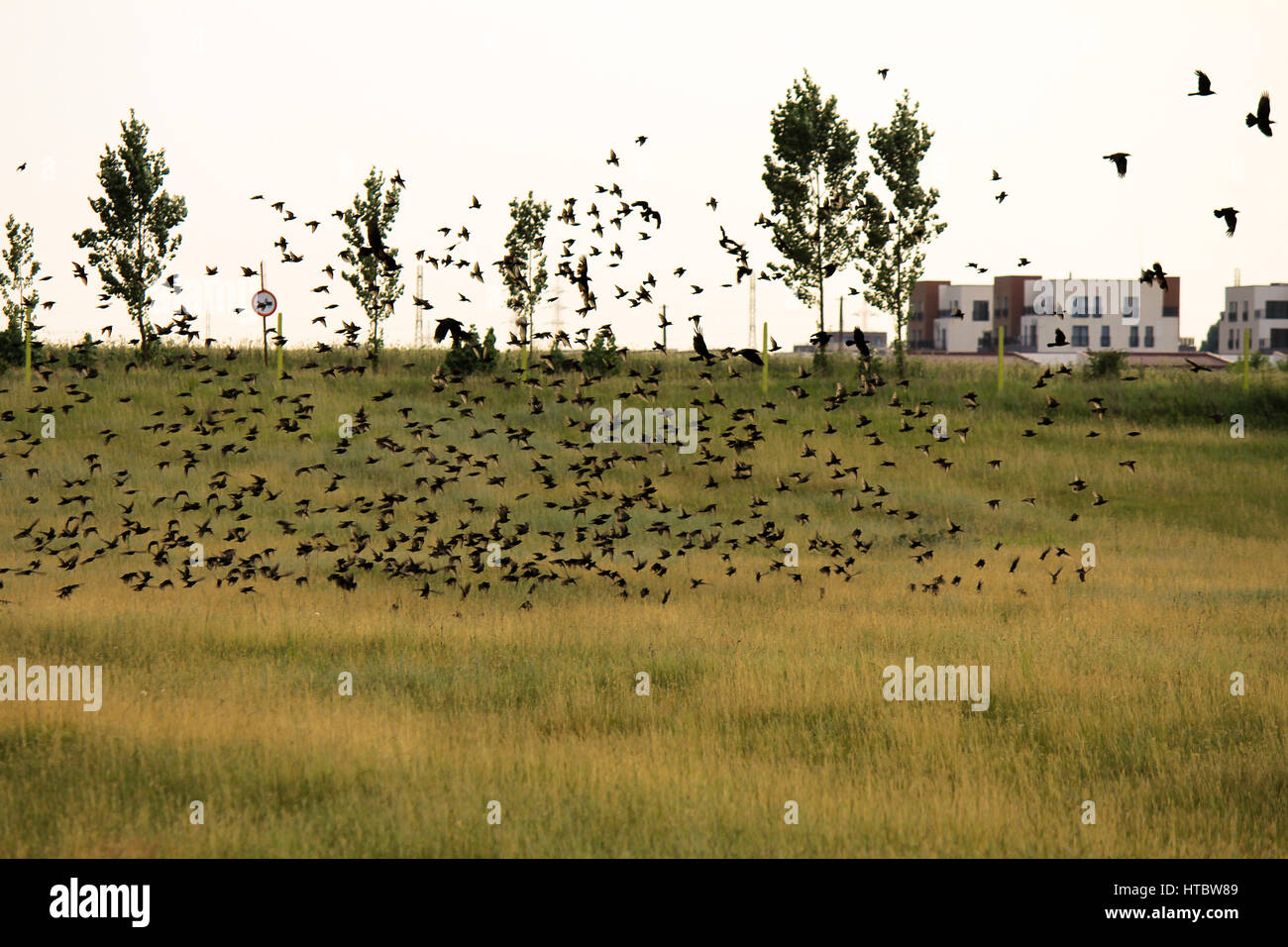 Picture of a flock of birds flying above ground Stock Photo - Alamy