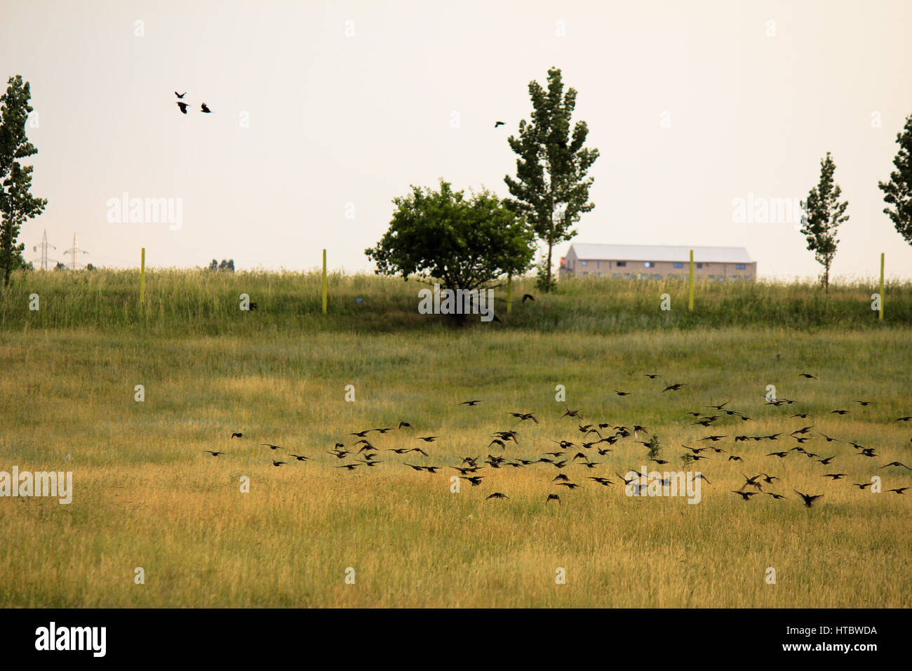 Birds birds flying hi-res stock photography and images - Alamy