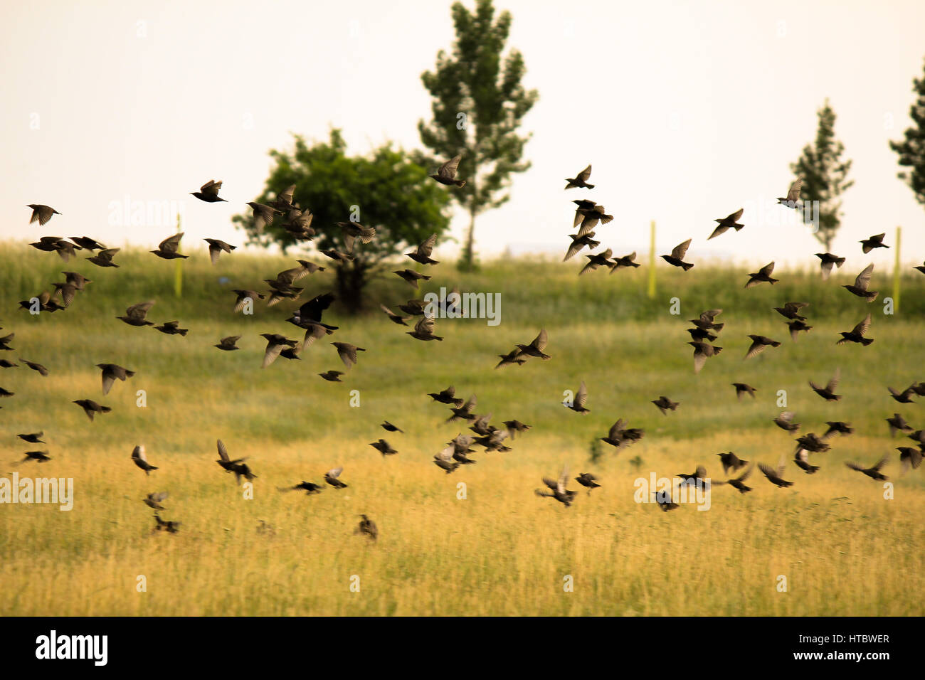 Picture of a flock of birds flying above ground Stock Photo - Alamy