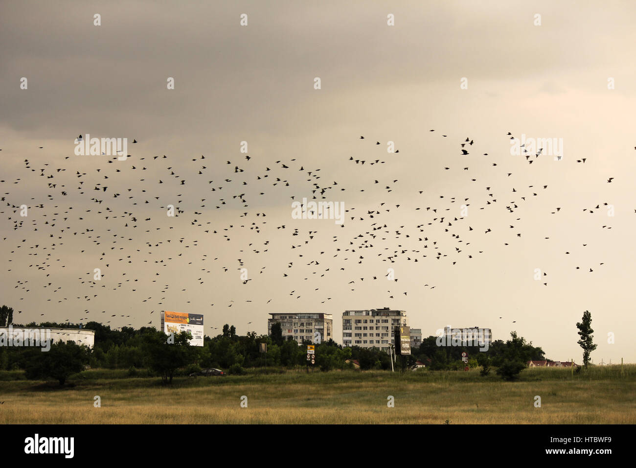 Picture of a flock of birds flying above ground Stock Photo - Alamy