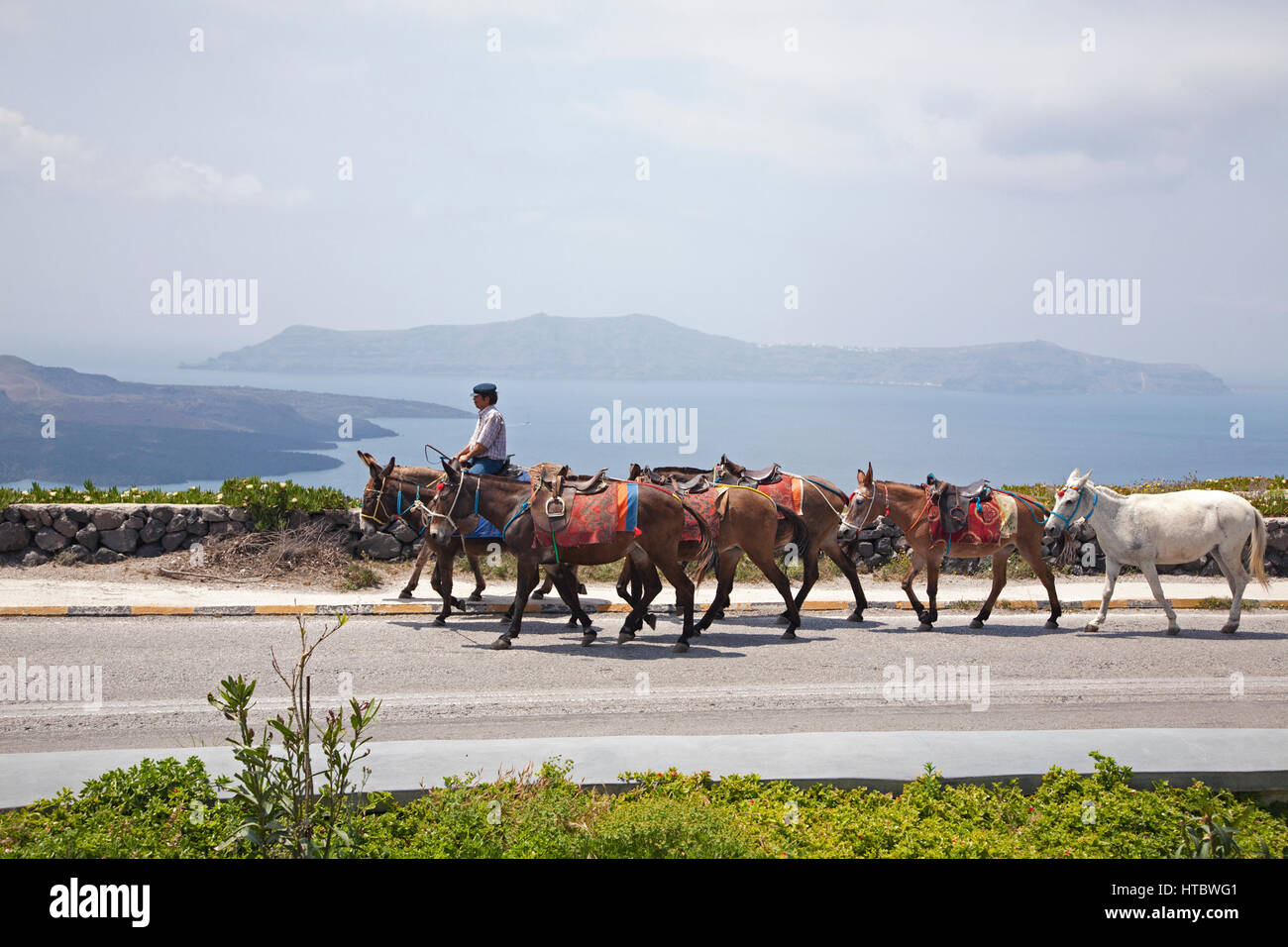 Mule train hi-res stock photography and images - Alamy