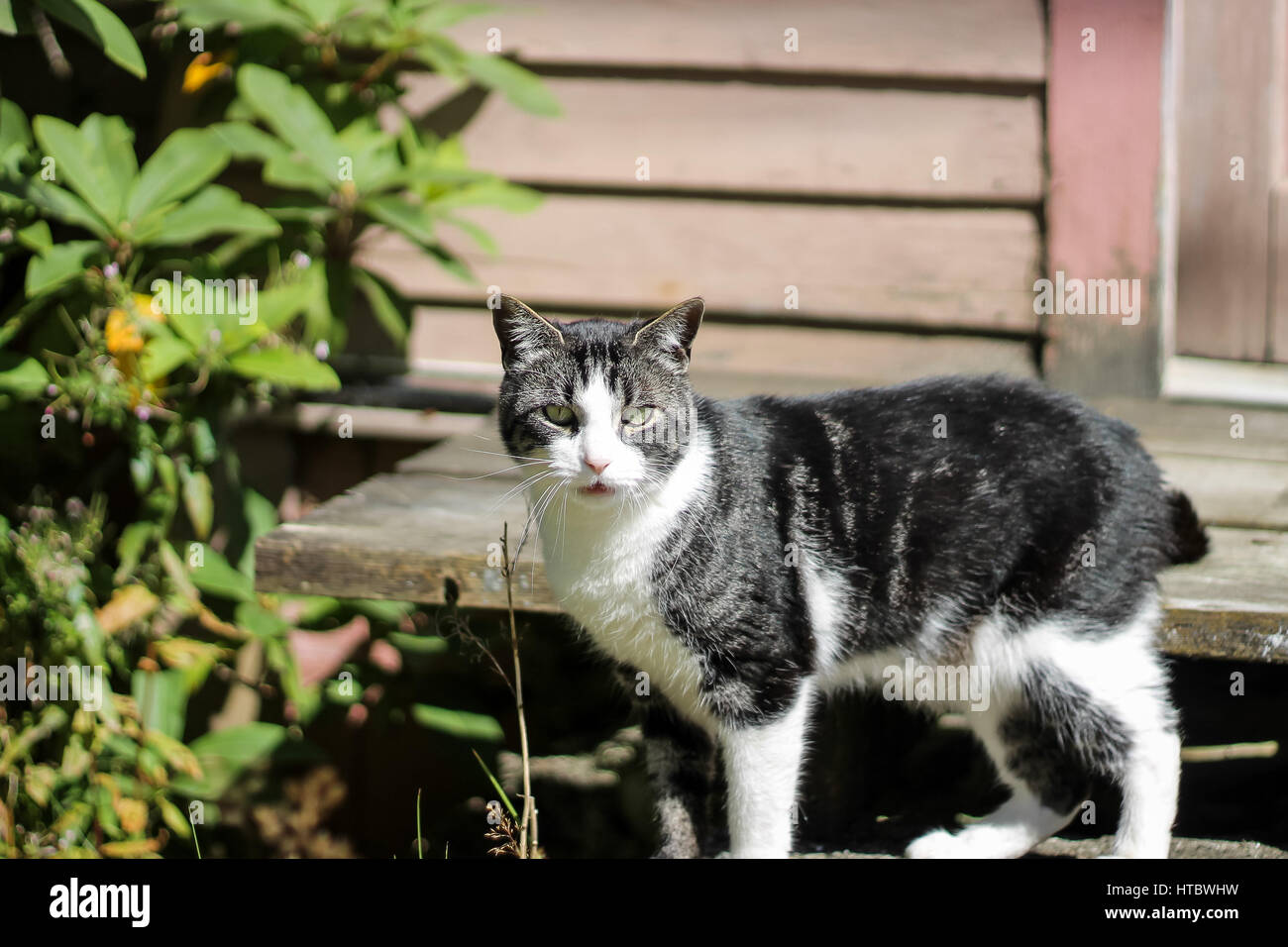 Observing cat standing in front of a wooden house Stock Photo - Alamy