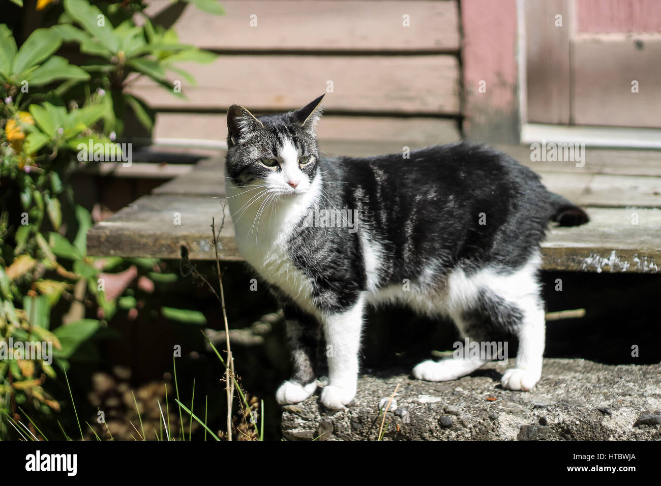 Observing cat standing in front of a wooden house Stock Photo - Alamy