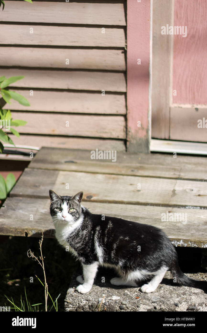 Observing cat standing in front of a wooden house Stock Photo - Alamy