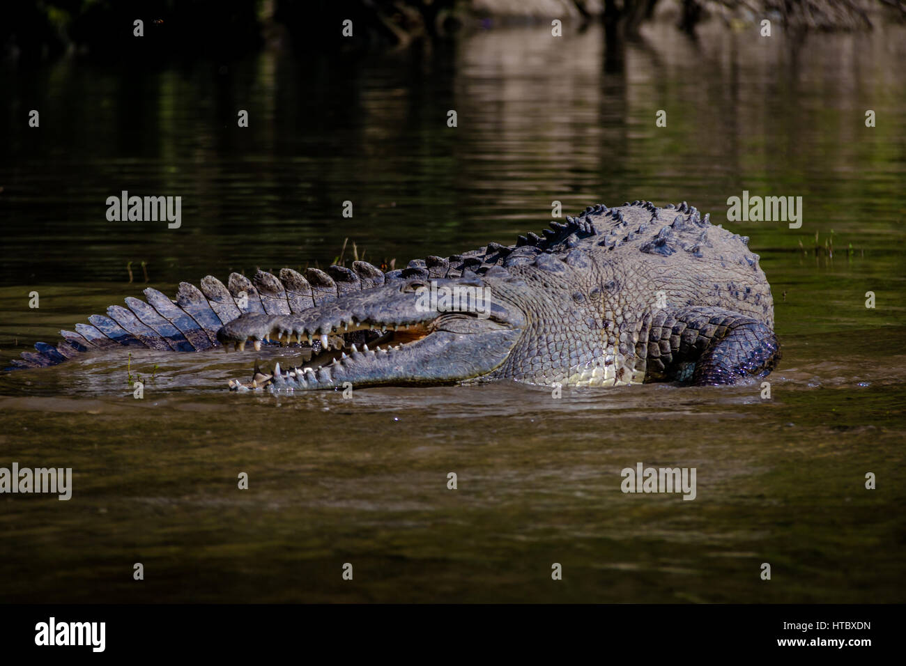Mexico alligator crocodile hi-res stock photography and images - Alamy