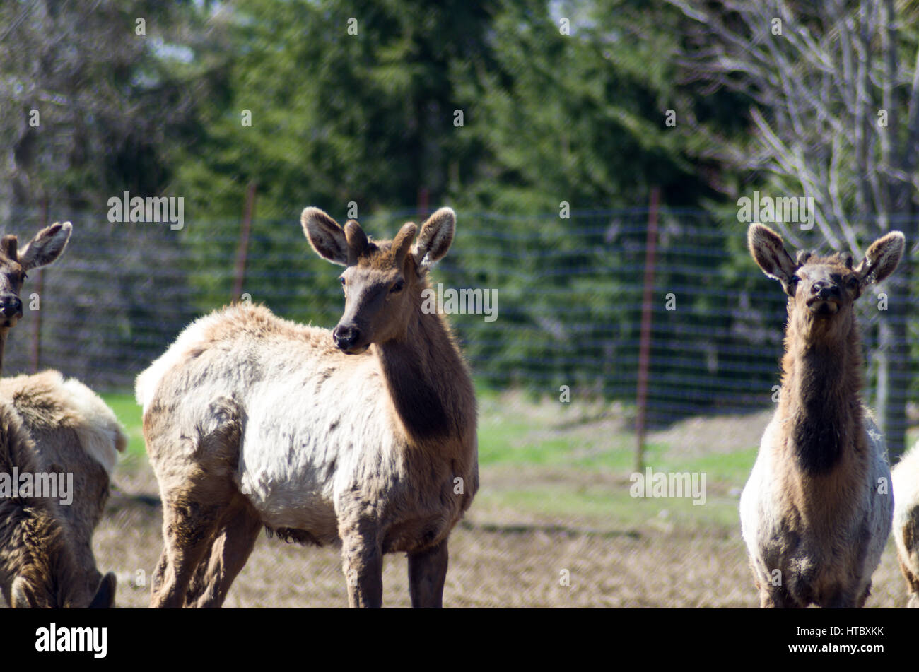 elk at an elk ranch Stock Photo - Alamy