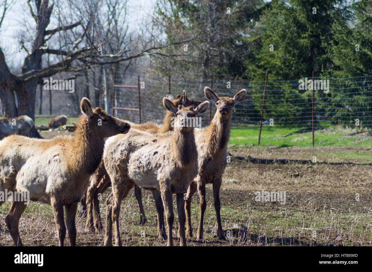 elk at an elk ranch Stock Photo - Alamy
