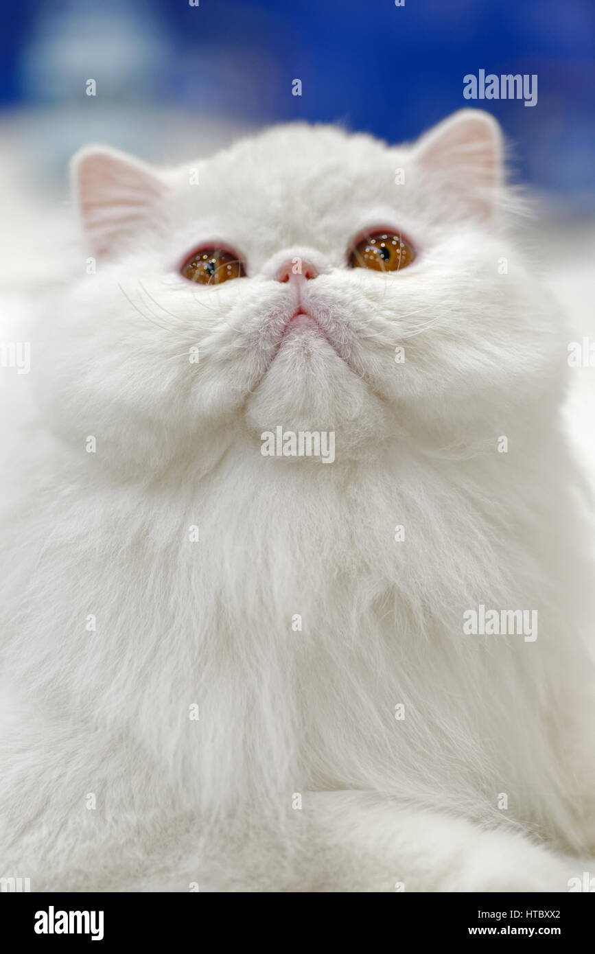 Animals: young white cat close-up portrait, blue background Stock Photo - Alamy