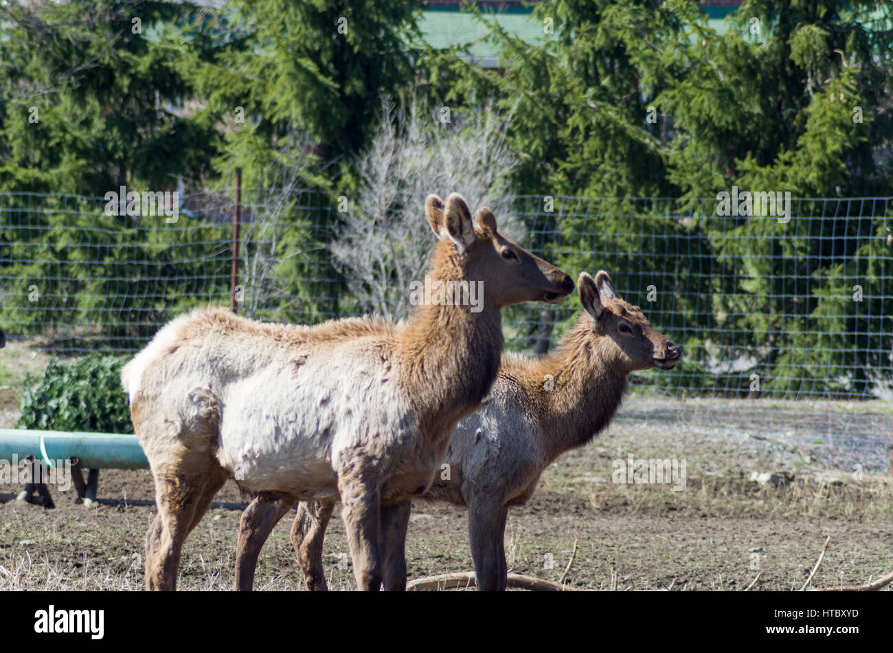 elk at an elk ranch Stock Photo - Alamy