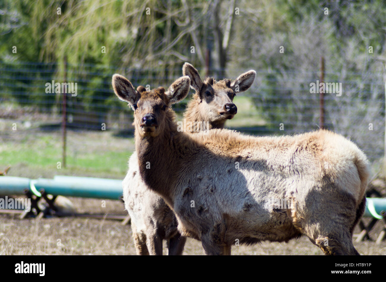 elk at an elk ranch Stock Photo - Alamy