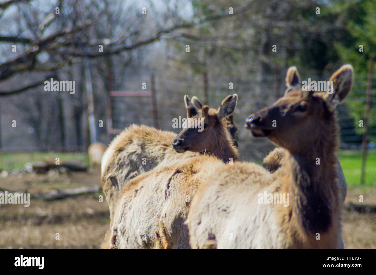 elk at an elk ranch Stock Photo - Alamy