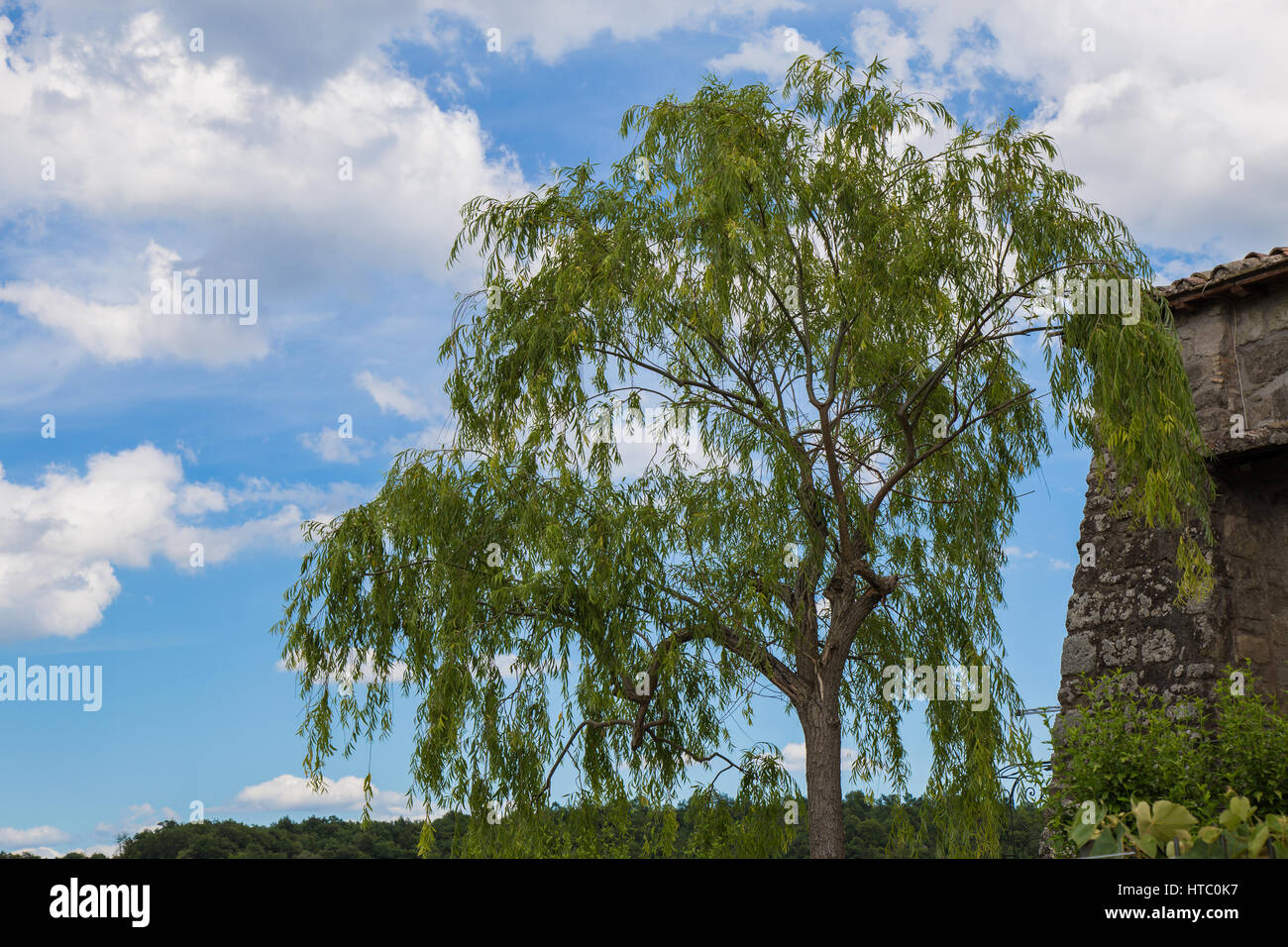 Young Weeping Willow Tree High Resolution Stock Photography and Images ...