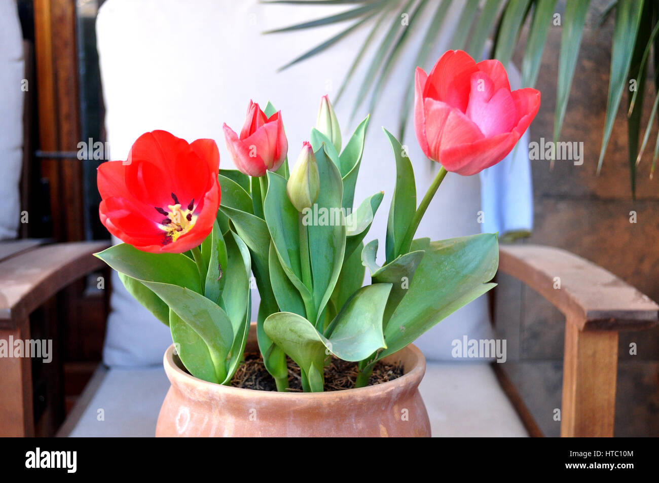 red elegant tulips on pot Stock Photo - Alamy
