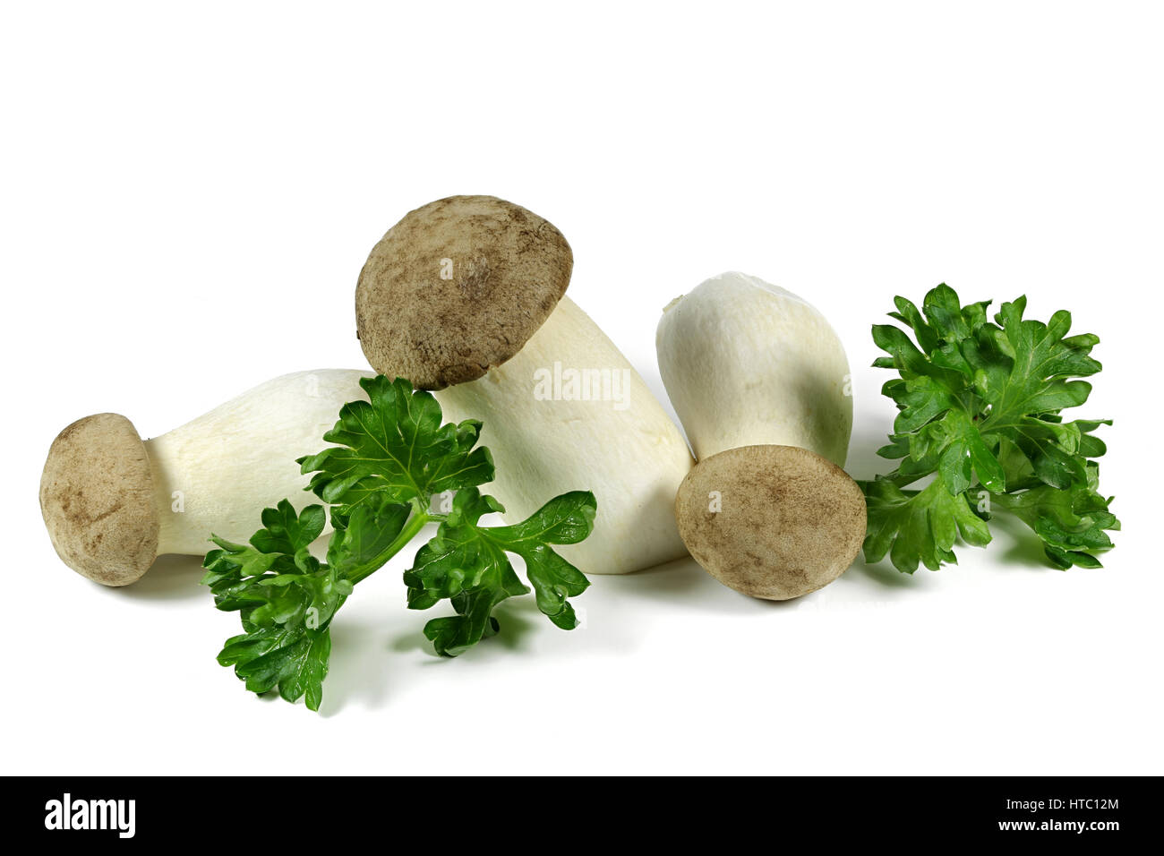 King trumpet mushroom hi-res stock photography and images - Alamy