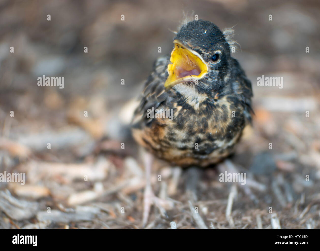 Baby robin on ground facing left with mouth open Stock Photo - Alamy