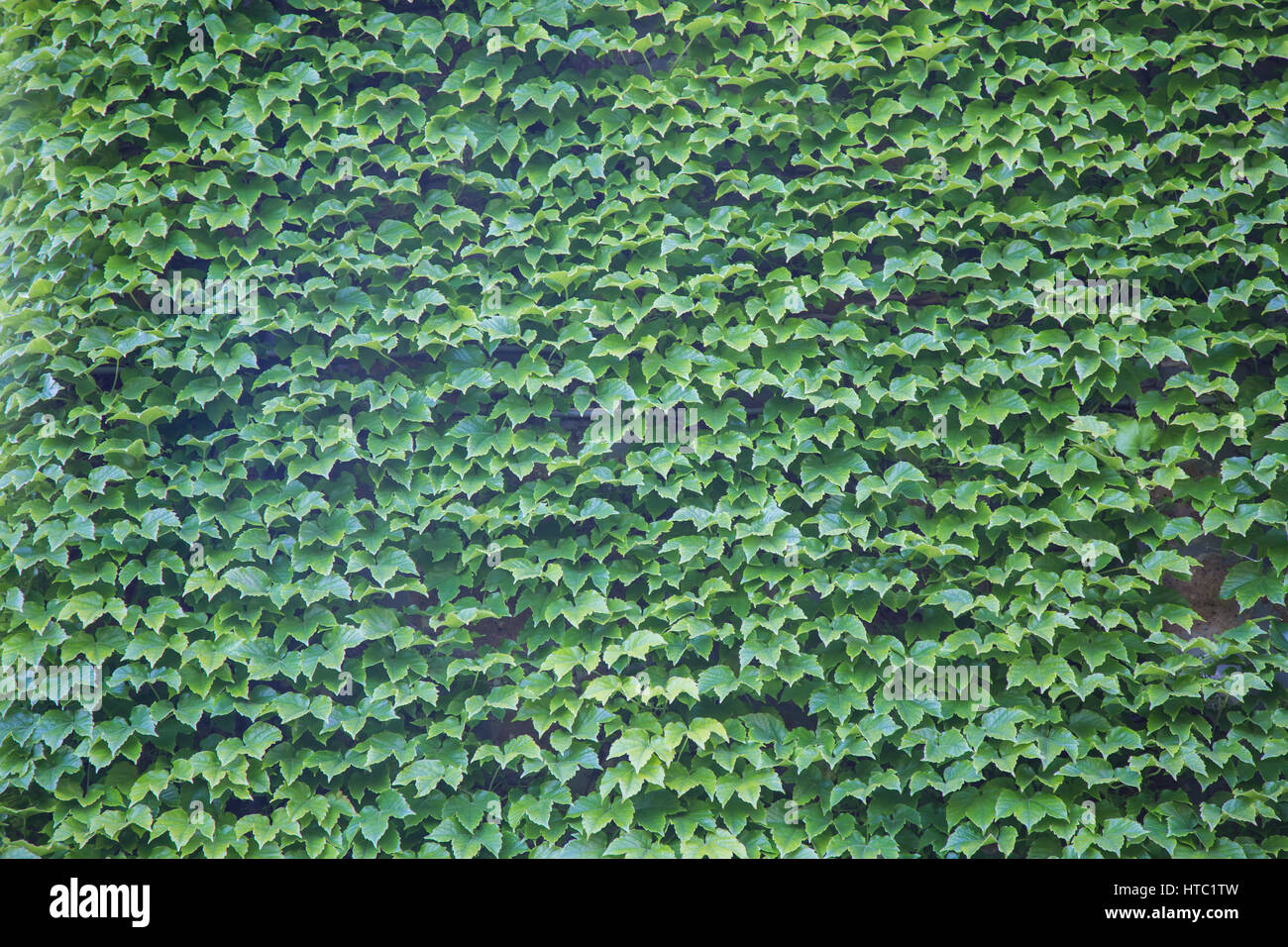 Invasive ground cover hi-res stock photography and images - Alamy