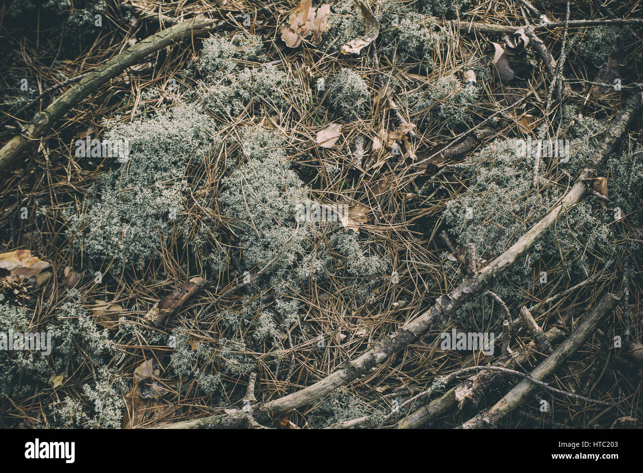 Abstract moss background Stock Photo - Alamy