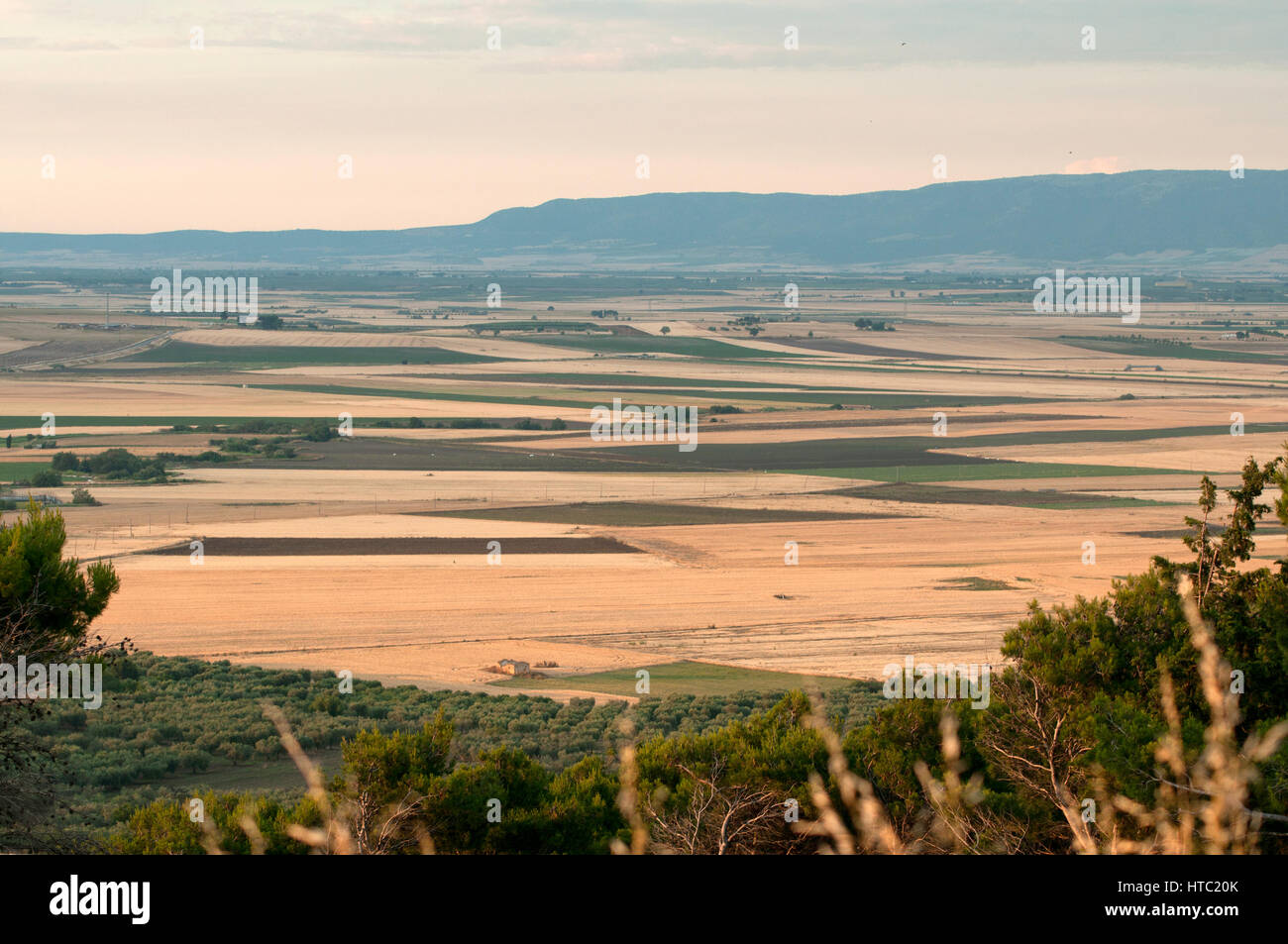 Wheat fields in Puglia, Italian granary Stock Photo - Alamy