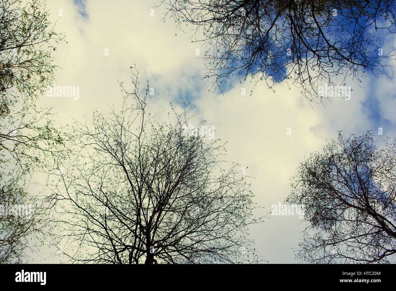 Sky with clouds and trees Stock Photo - Alamy