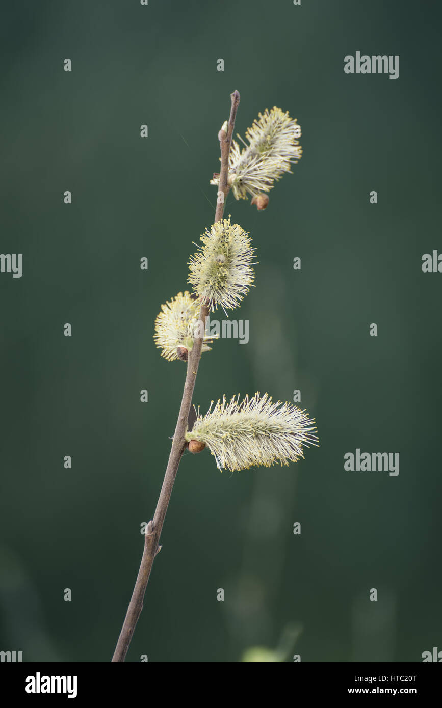 Blooming willow branch Stock Photo - Alamy