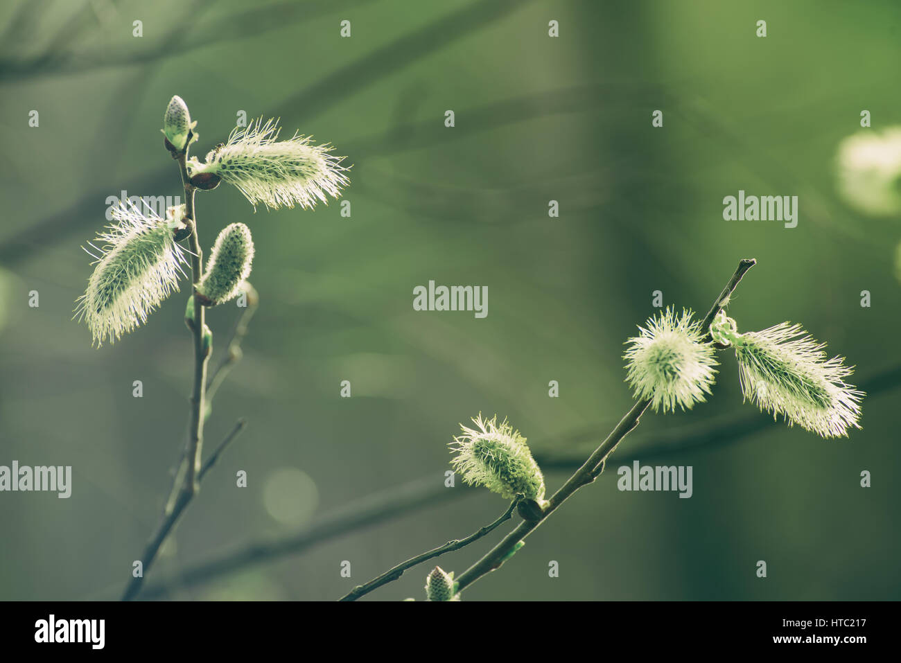 Blooming willow branch Stock Photo - Alamy