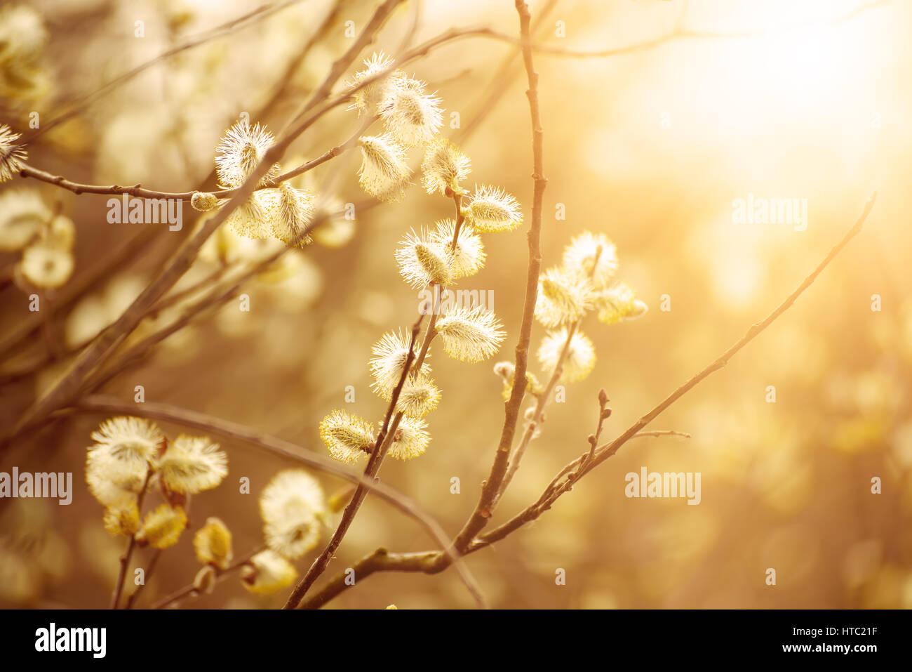 Blooming willow branch Stock Photo - Alamy