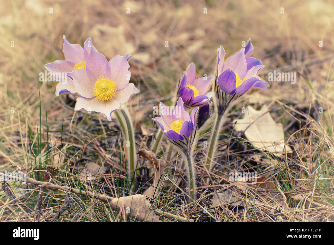 Pasque-flower in nature Stock Photo - Alamy