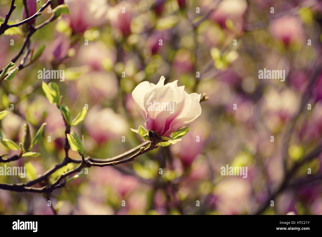 Magnolia spring flowers Stock Photo - Alamy