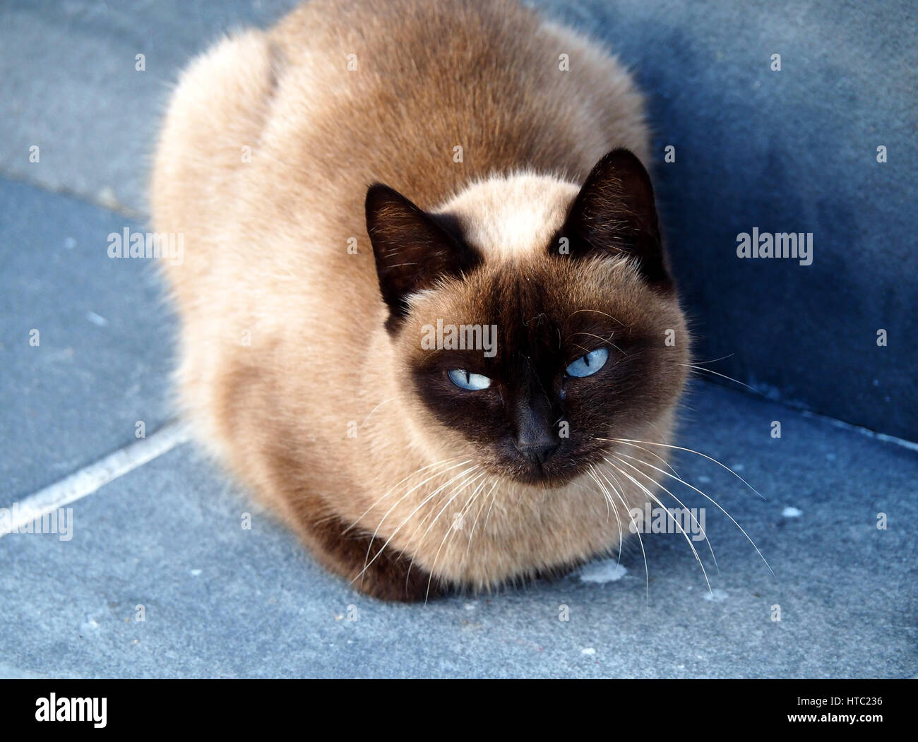 Portrait of a cute siamese cat Stock Photo - Alamy