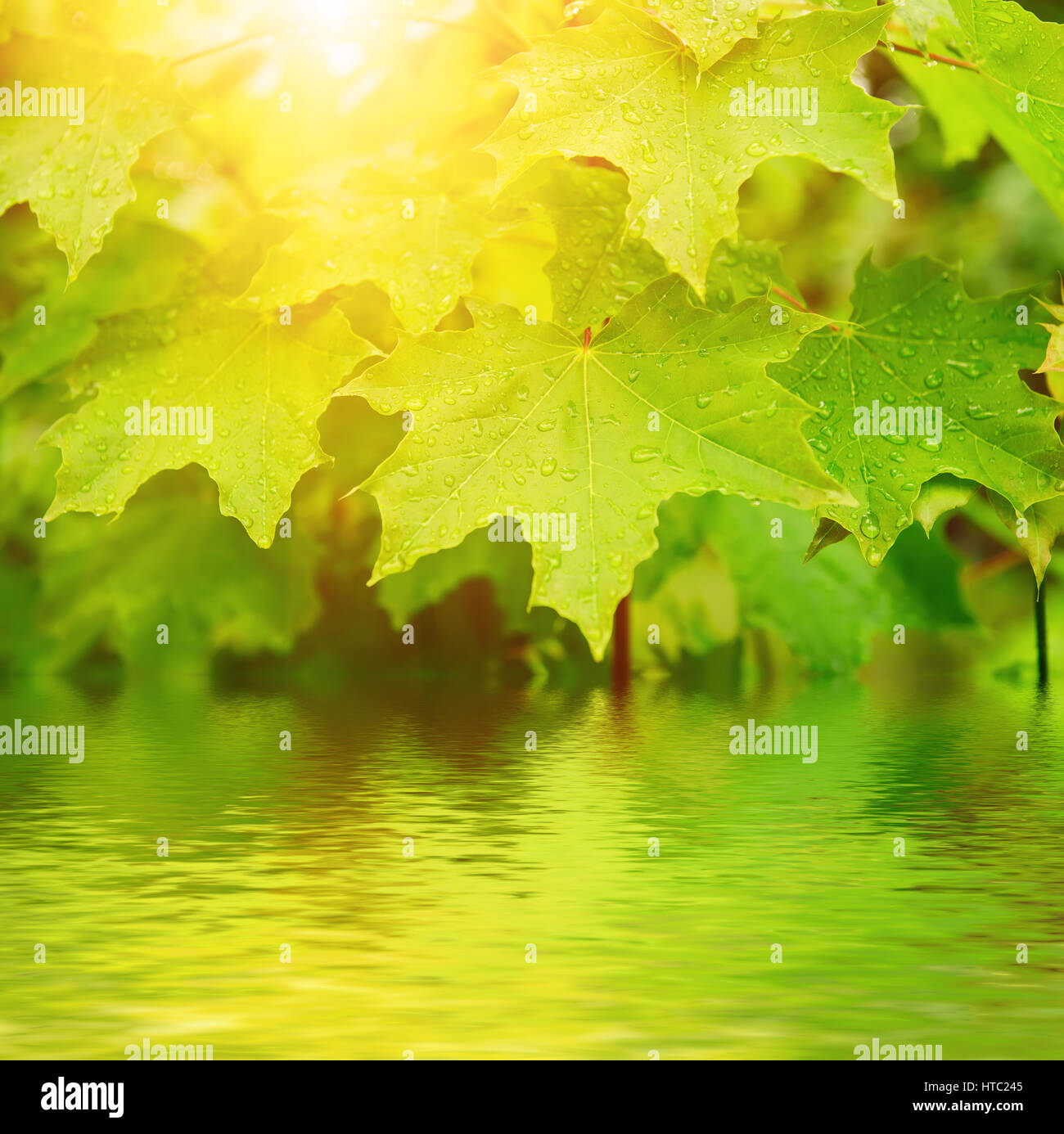 Maple leaves background Stock Photo - Alamy