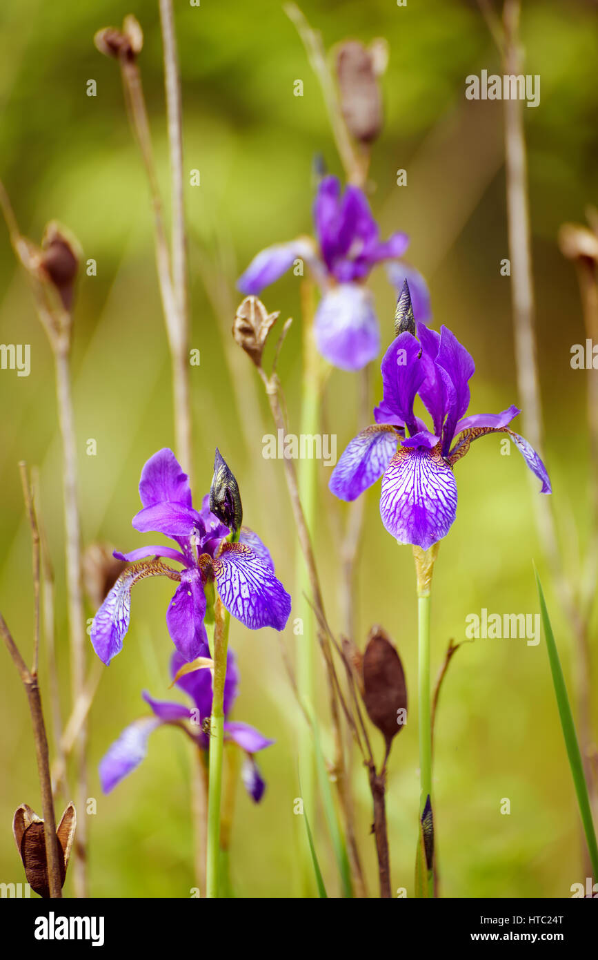Iris flower in nature Stock Photo - Alamy