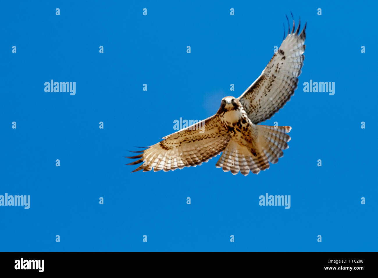 .A large Red-Tailed hawk soars above the road near Oklahoma City, OK ...