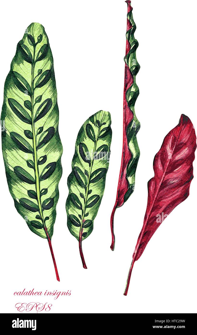 Exotic Calathea Insignis plant. Handmade watercolor botanical ...