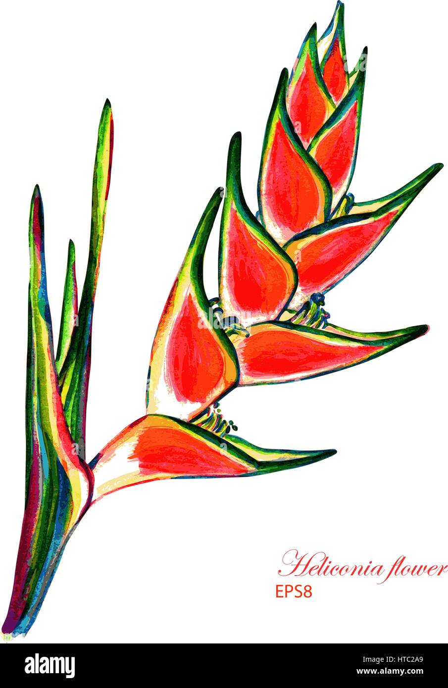 Heliconia flower bright orange Stock Vector Images - Alamy