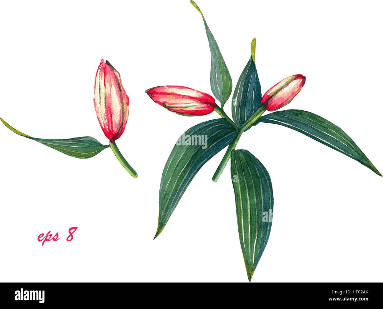 Lily flowers and buds Stock Vector Images - Alamy