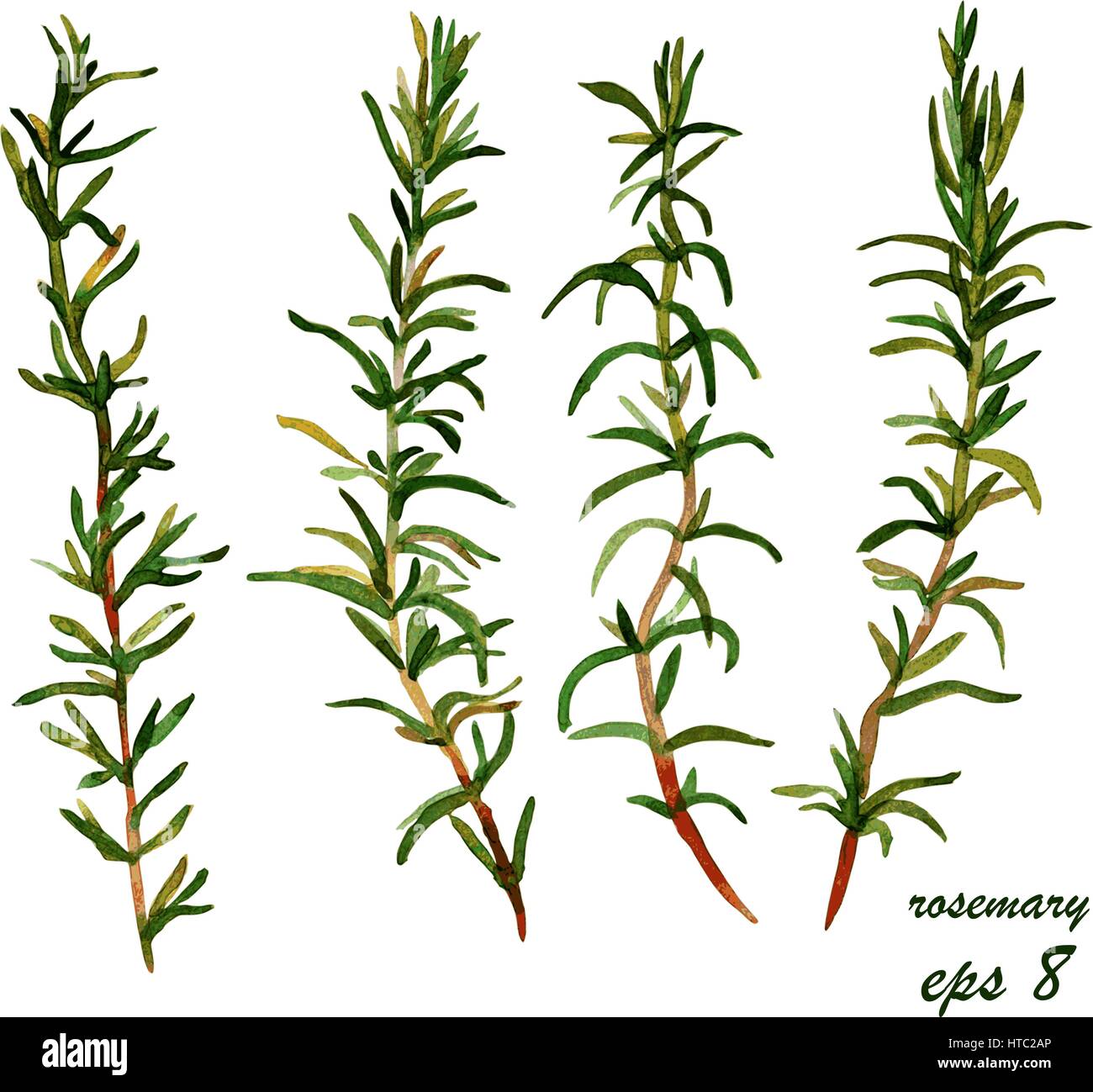 Italian vegetarian cuisine Stock Vector Images - Alamy