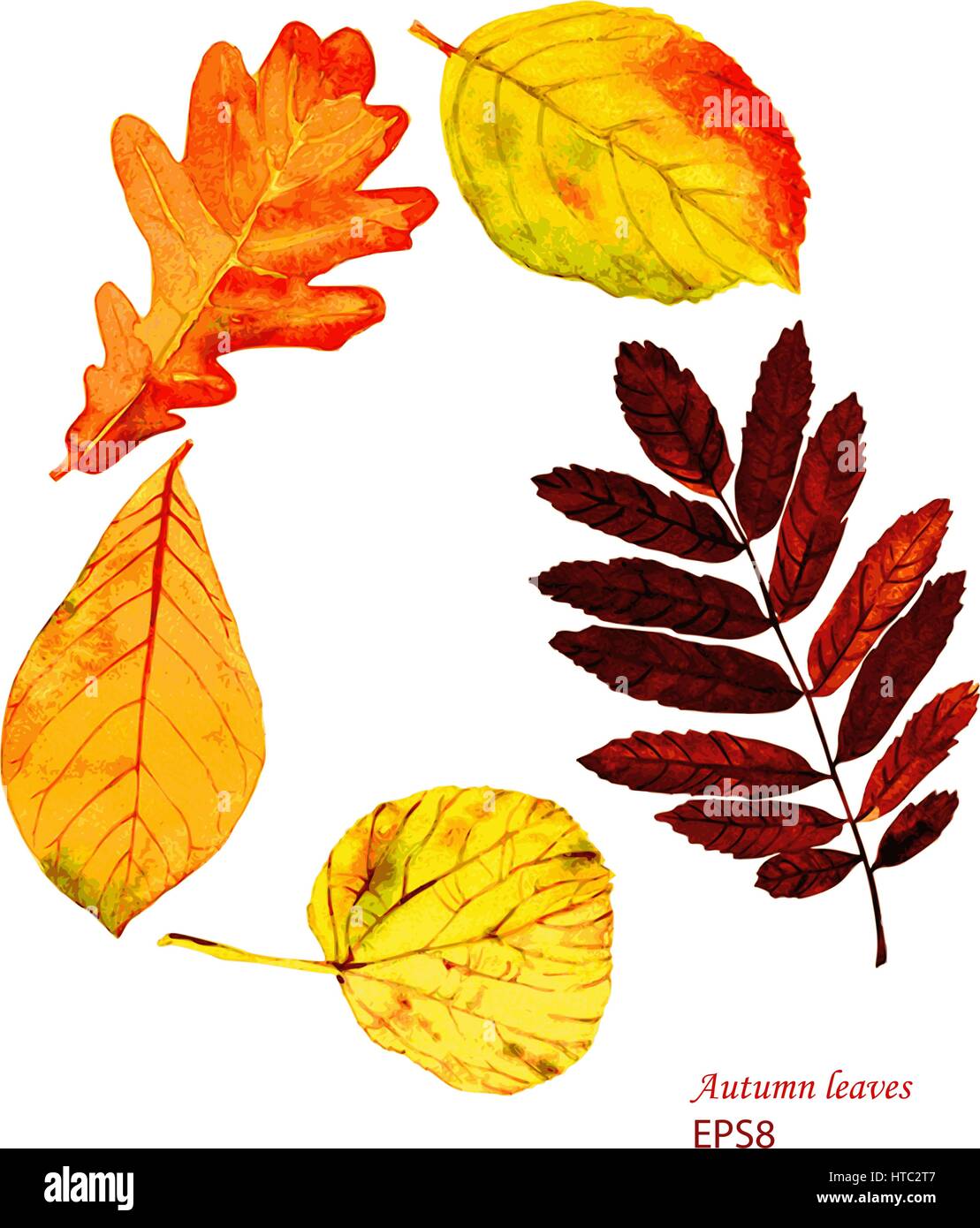 Outdoor botanical Stock Vector Images - Alamy