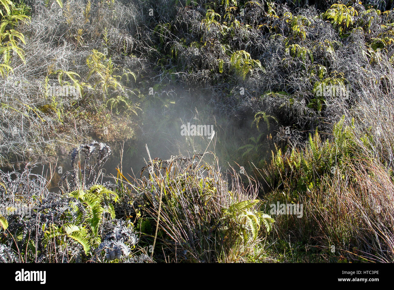 Steam billows from the ground in steam vents on the Big Island, Hawaii ...