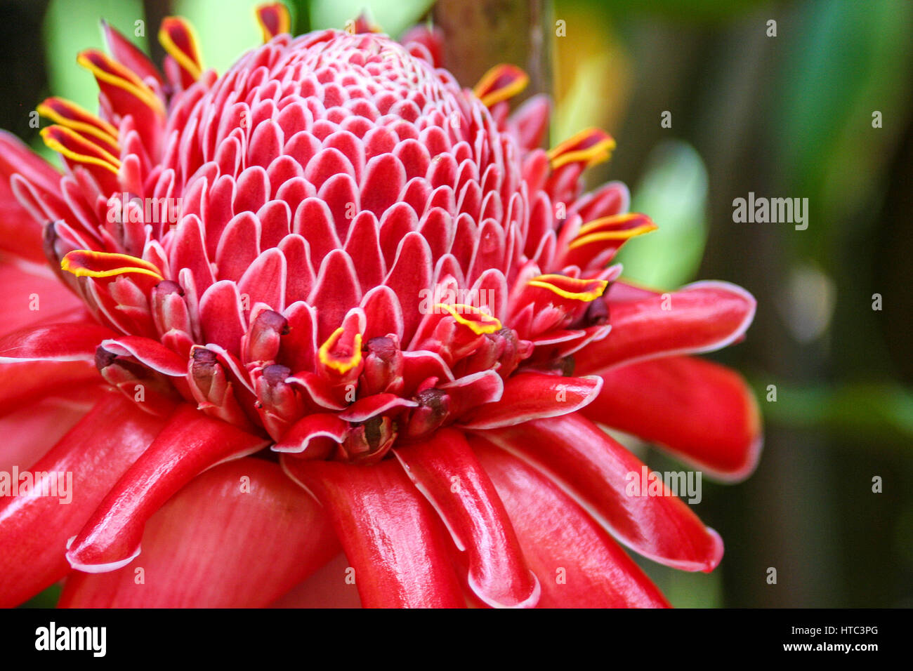 Torch flower growing in Maui, Hawaii Stock Photo - Alamy