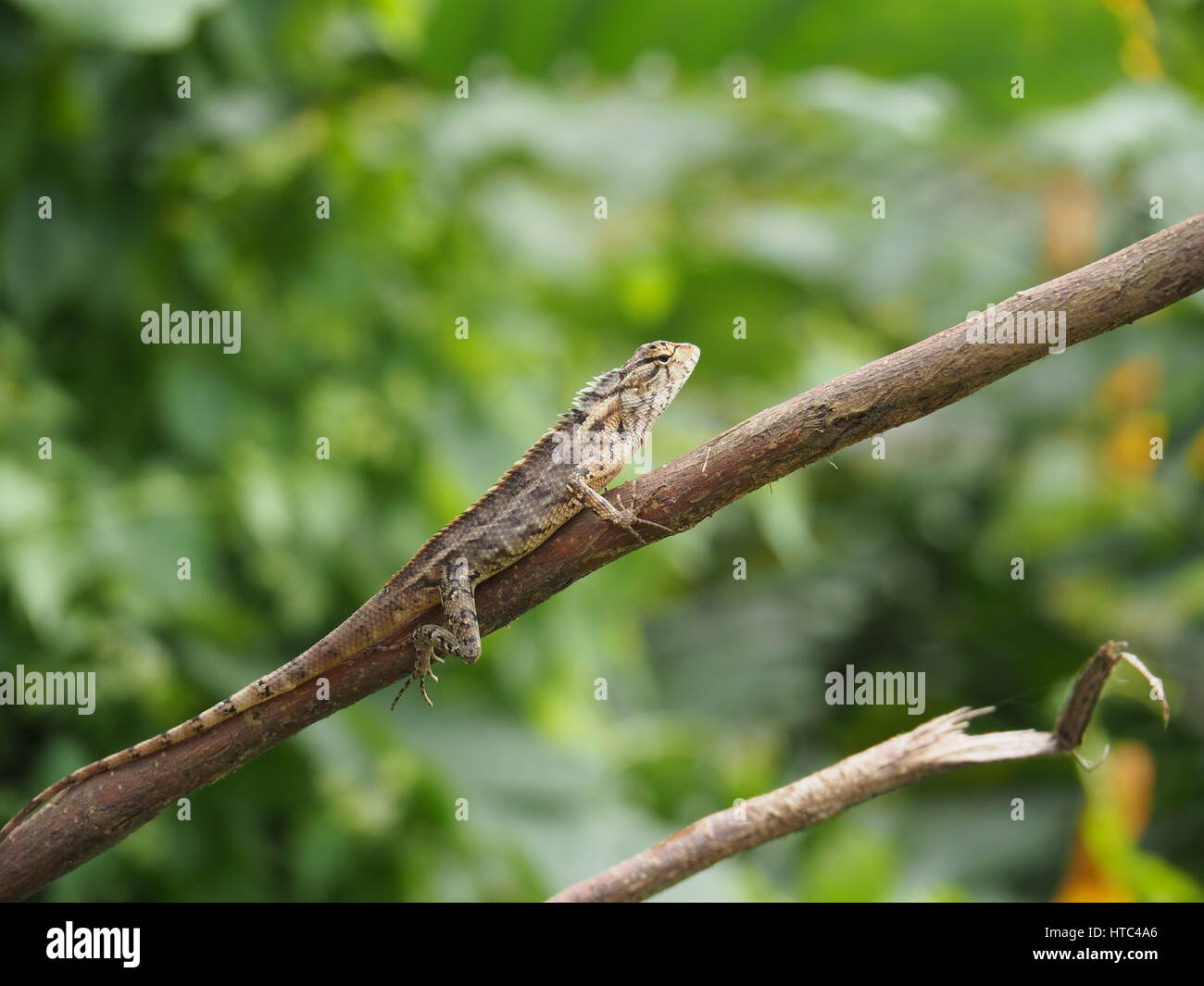 Animal photography hi-res stock photography and images - Alamy
