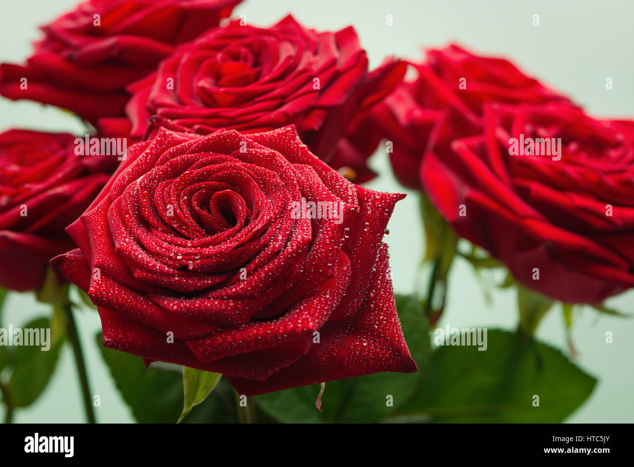 Magnificent fresh red roses with water droplets Stock Photo - Alamy