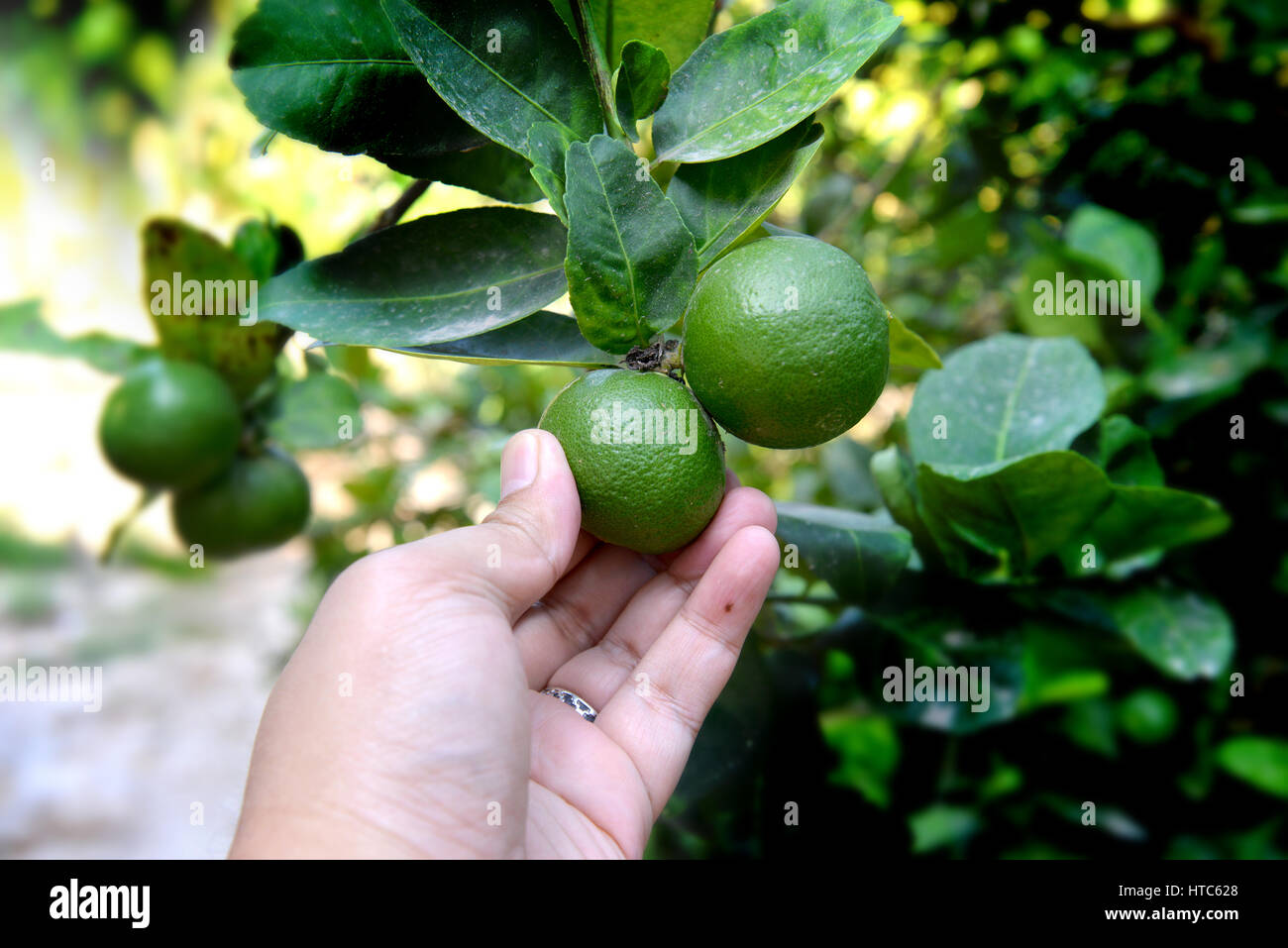 asian green lemon garden in daylight wiht hand Stock Photo - Alamy