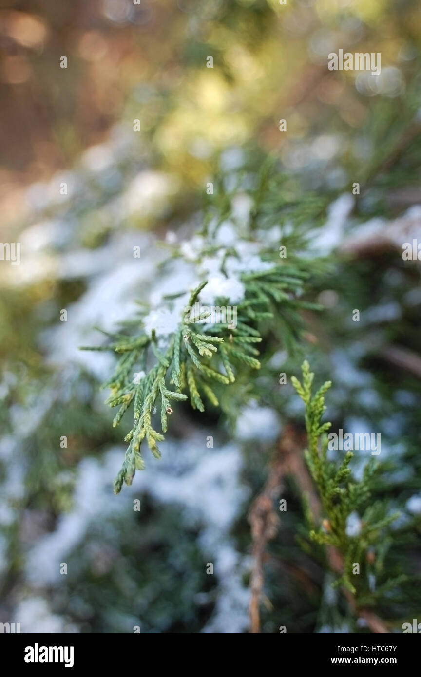 Macro limb hi-res stock photography and images - Alamy