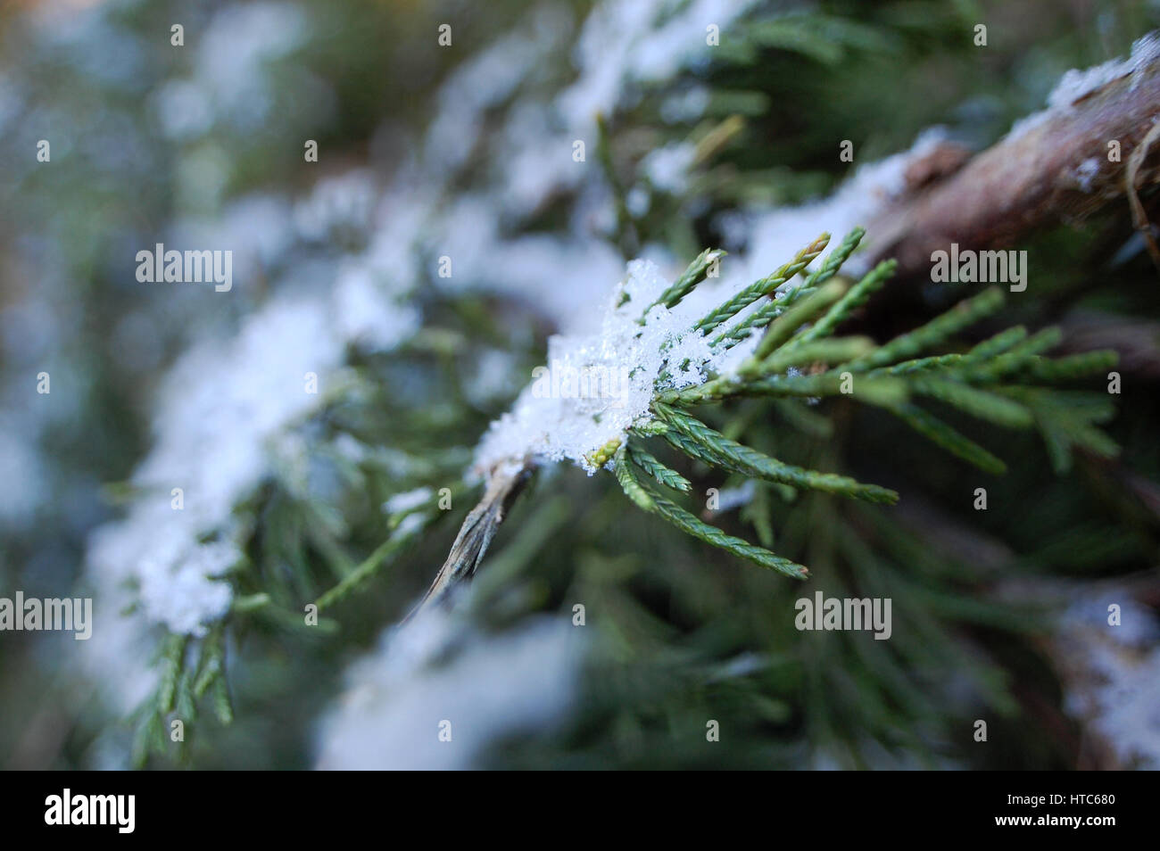 Macro limb hi-res stock photography and images - Alamy