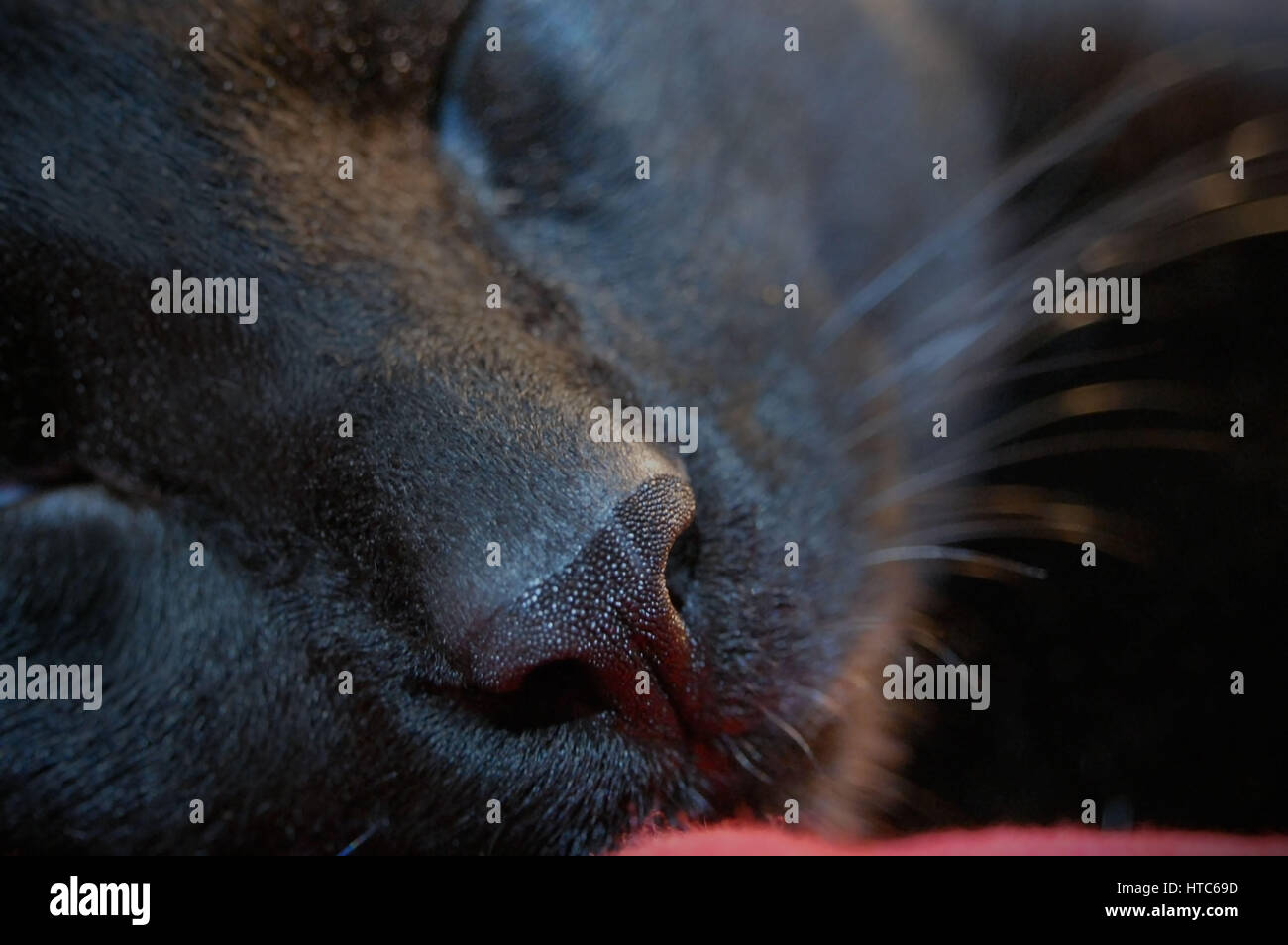 Extreme closeup of a cat napping Stock Photo - Alamy